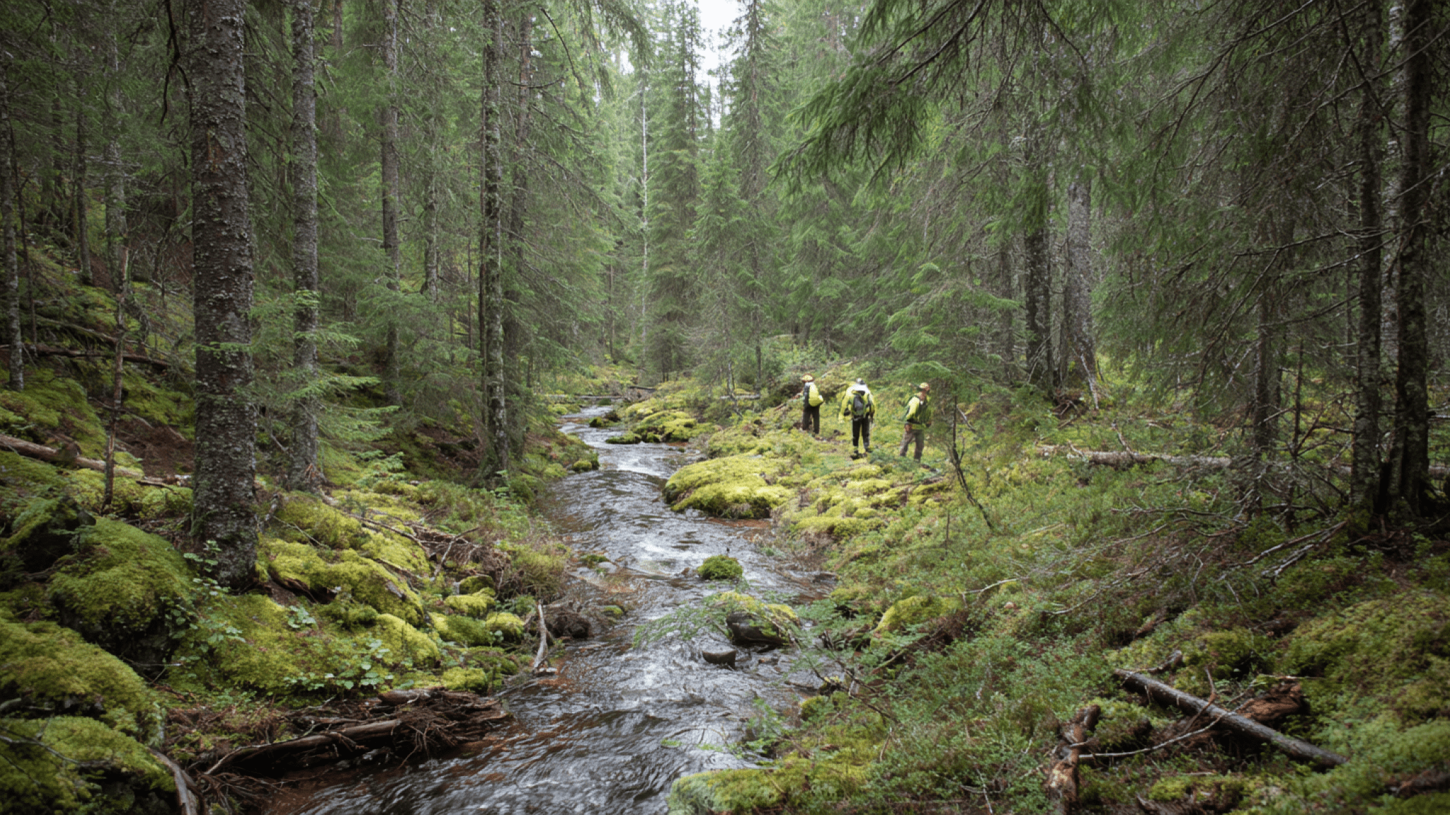 Restoring forest ecosystems for the well-being of humans and ecosystems | Marianne and Marcus ...